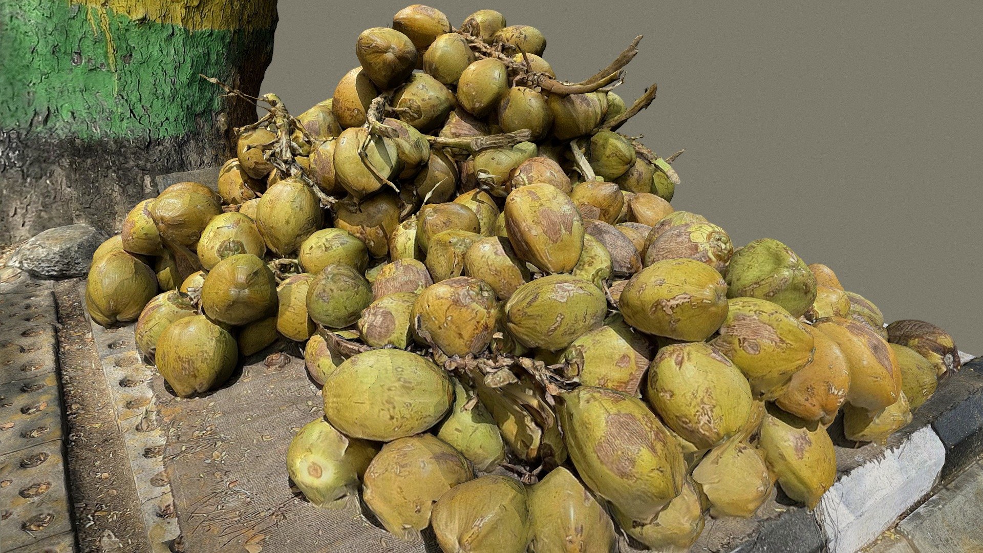 Coconut - Download Free 3D model by Aravindan A (@aravindan3) [eb15589 ...