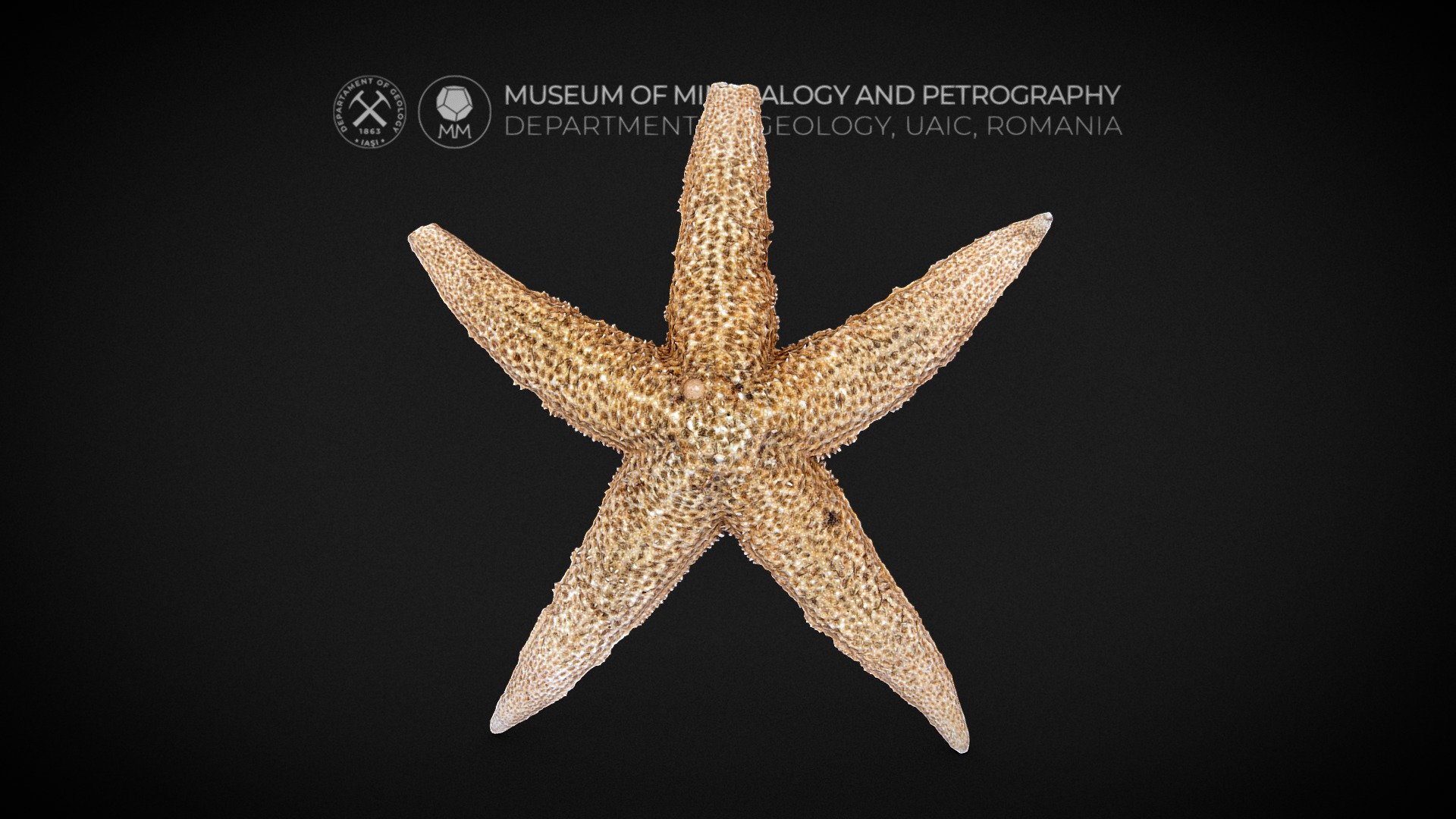 Starfish (Sea Star) - 3D model by Museum of Mineralogy and Petrography ...