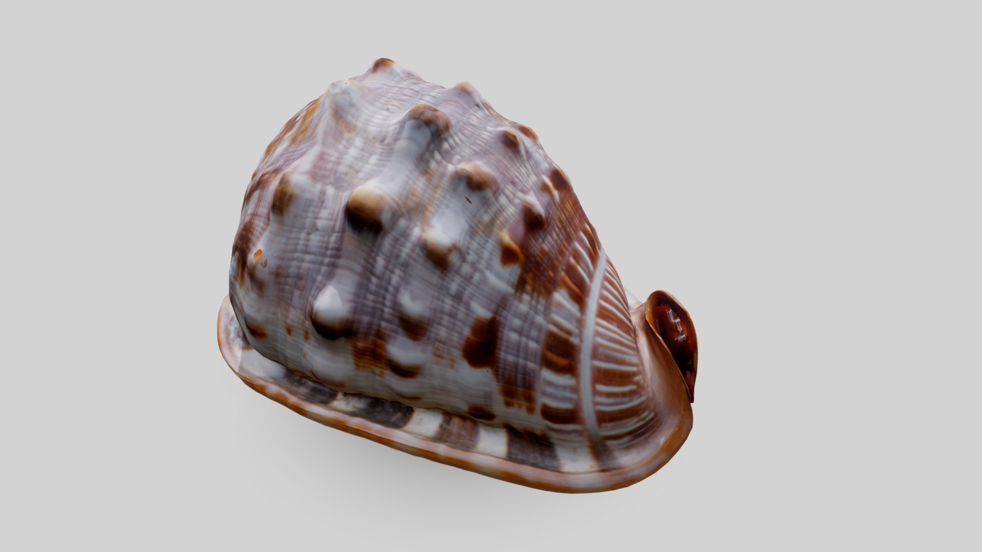 Red Helmet Shell Of A Ocean Snail - 3D model by Djkáťo (@djkato ...