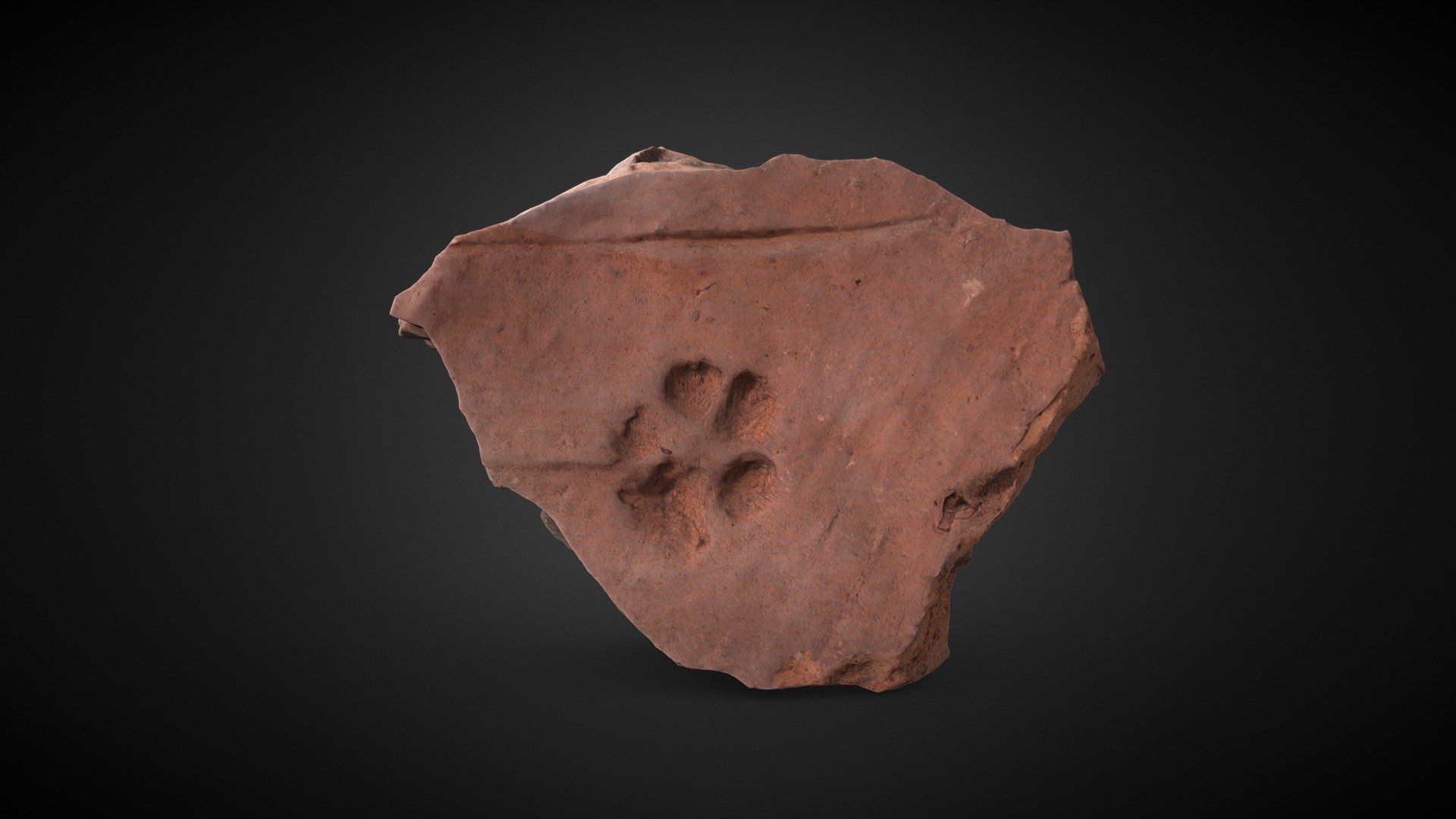 Roman Cat Paw Print: Carlisle Cricket Club - 3D model by Archaeology ...