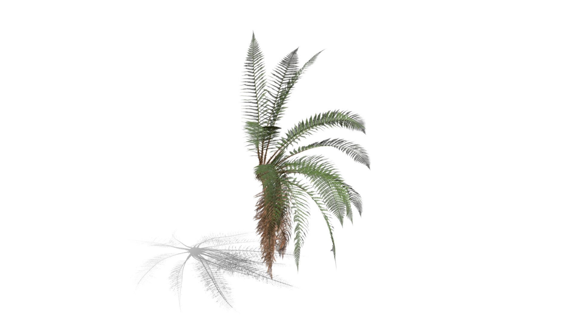 Realistic HD Male fern (30/50) - Buy Royalty Free 3D model by ...