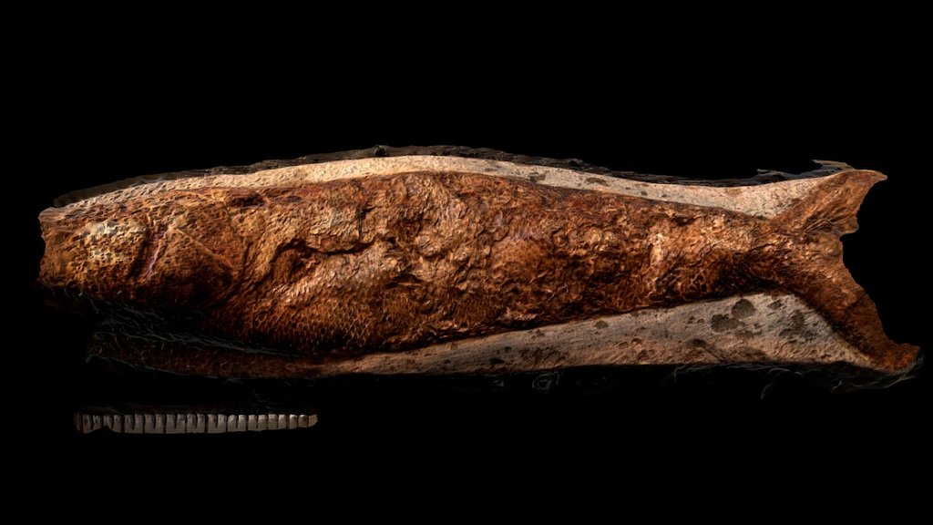 Fossil Fish - 3D model by Free 3D Models (@free3dmodels) [eb1edb4 ...