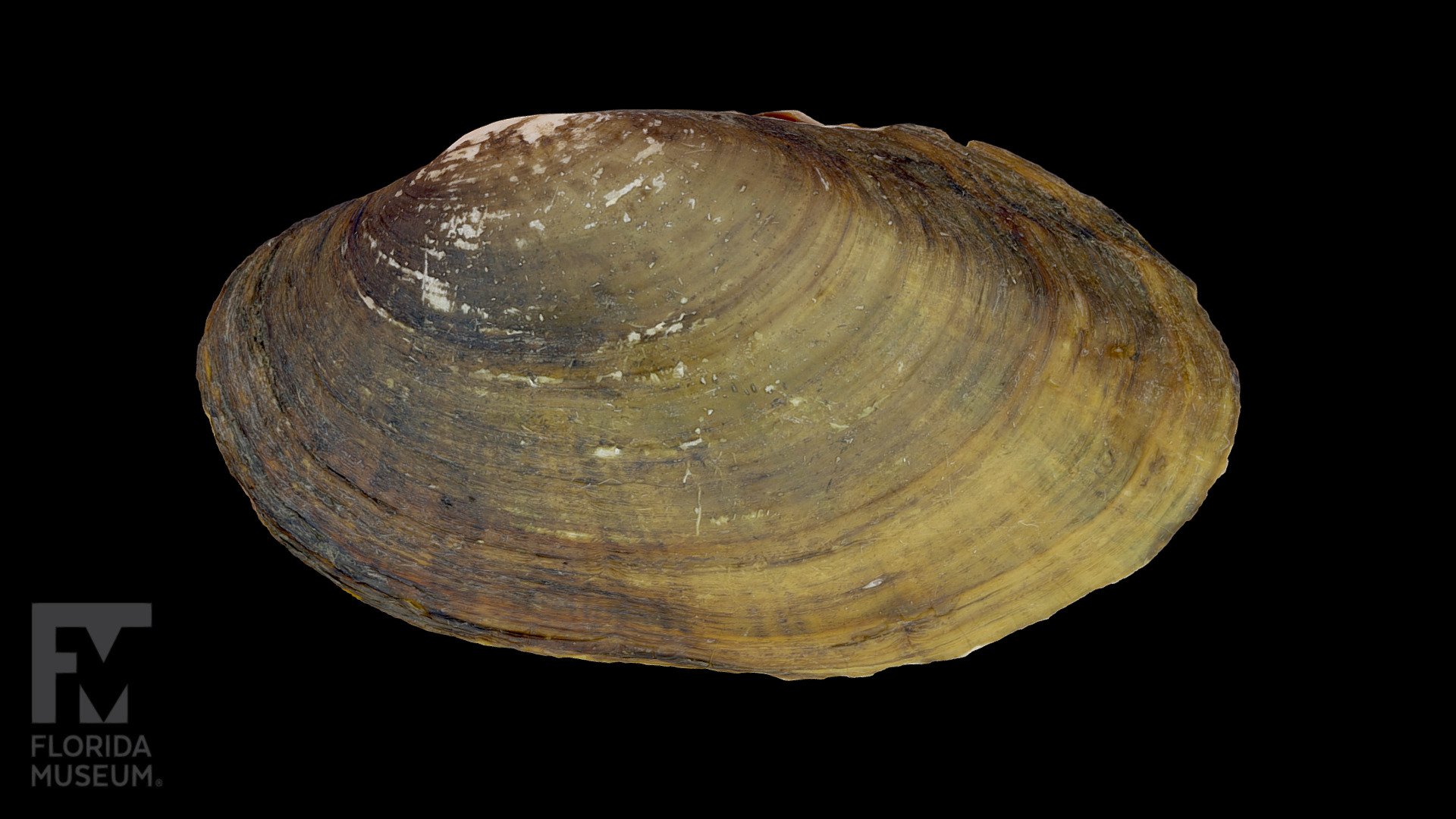 Neosho mucket - Freshwater Mussel - 3D model by FloridaMuseum [eb20bce ...