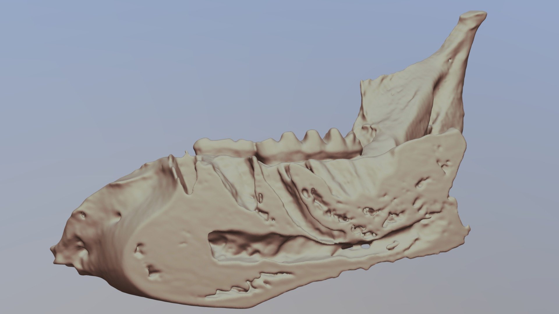 Mastodon Mandible with Extracted Teeth - 3D model by Virtual Curation ...