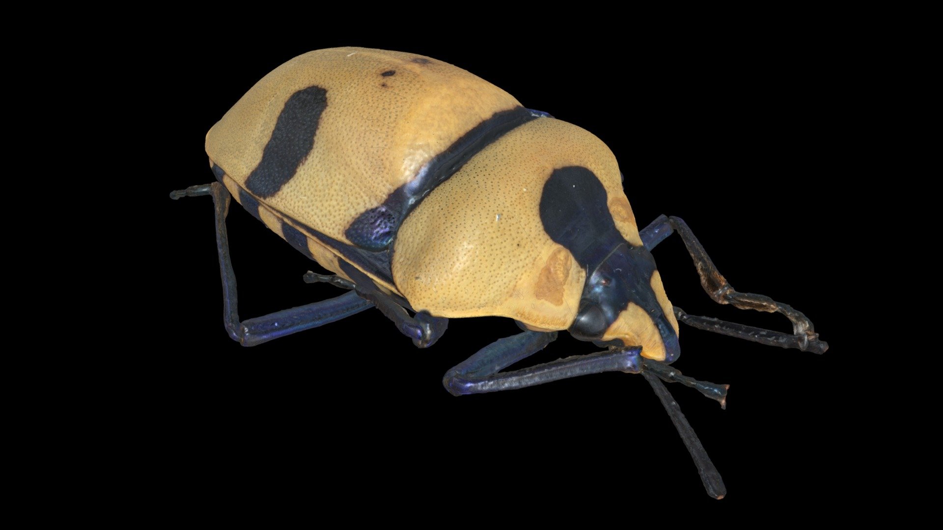 Man-faced stinkbug - 3D model by macroscans [eb23328] - Sketchfab