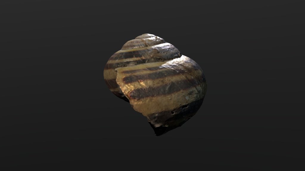 Coquille d'escargot - 3D model by nzo (@nzo3d) [eb26738] - Sketchfab