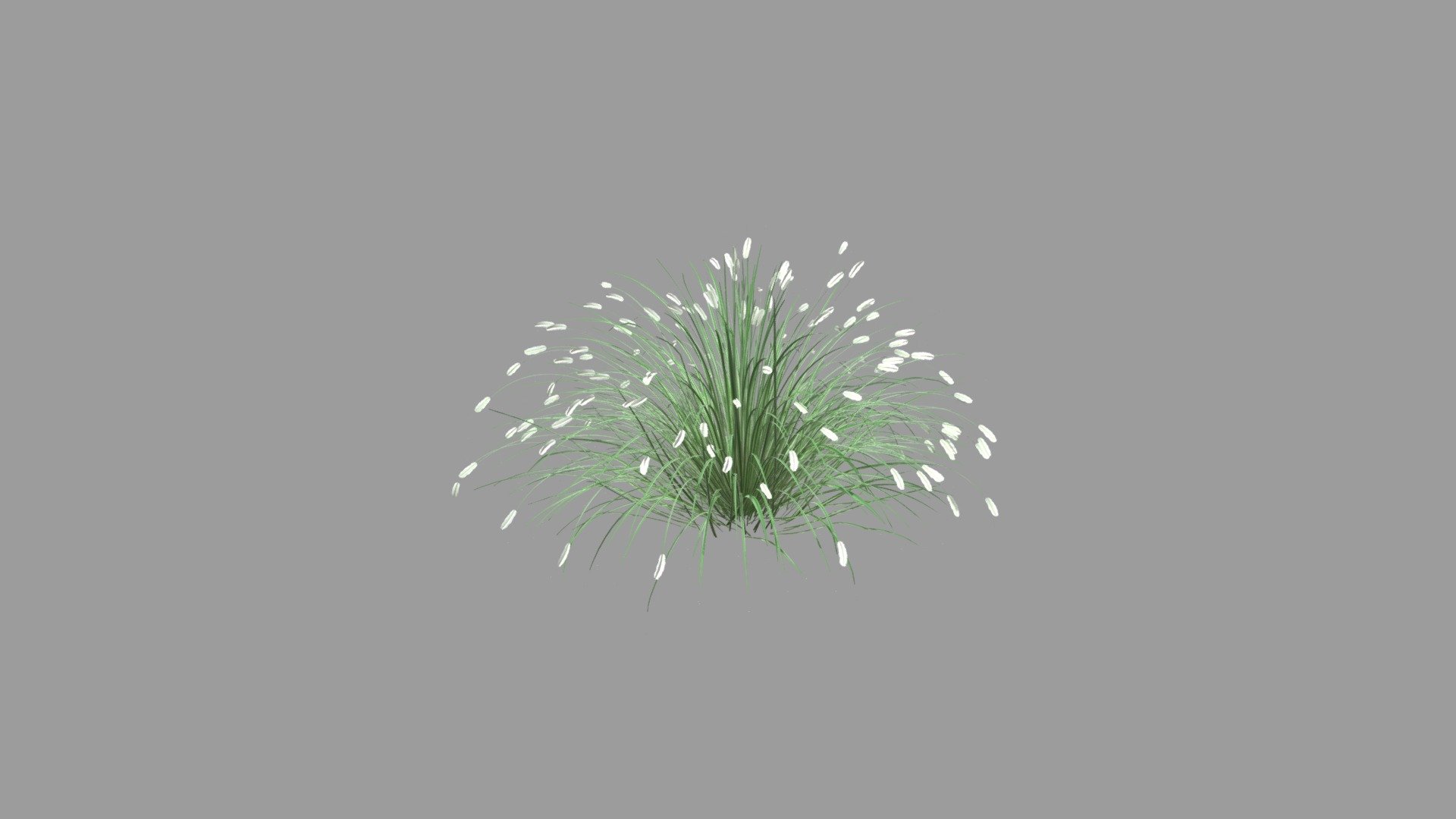Spring Fountain Grass - Buy Royalty Free 3D model by hkhalif [eb31c17 ...