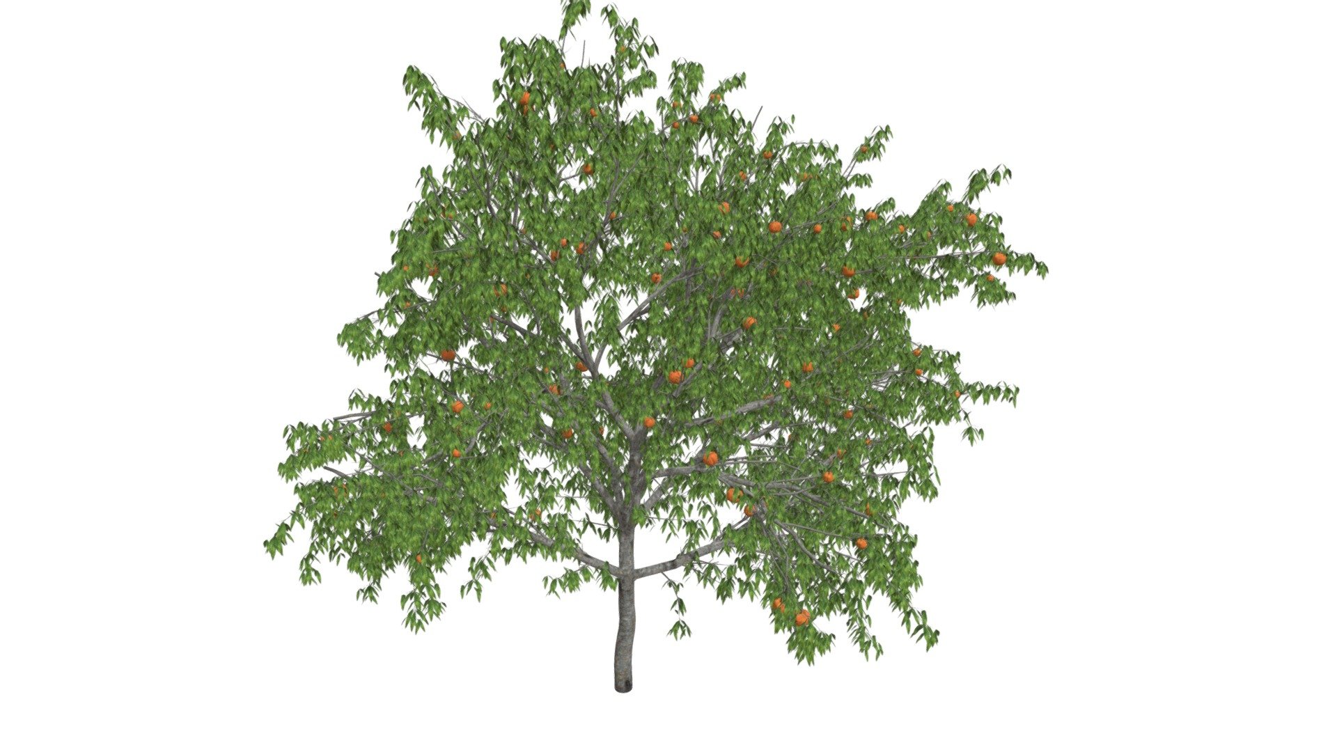 Peach Tree #05 - Buy Royalty Free 3D model by meshshape [eb3d8df ...