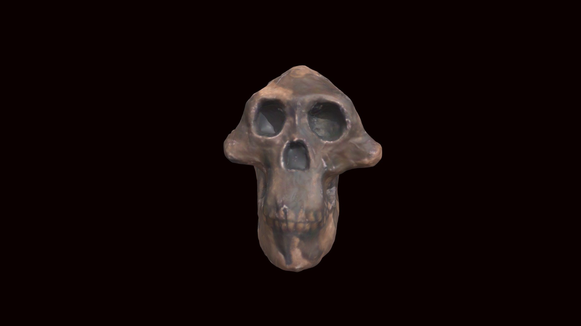 Australopithecus afarensis skull (VCU_3D_8254) - 3D model by Virtual Curation Lab ...