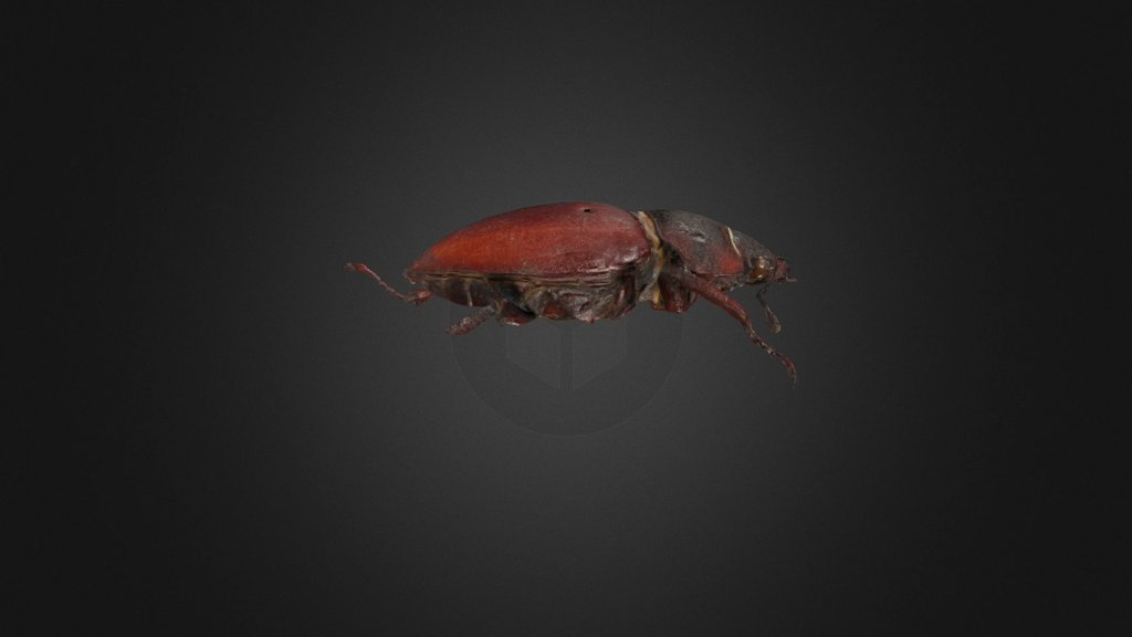 Beetle - 3D model by 3DSOM [eb416ff] - Sketchfab