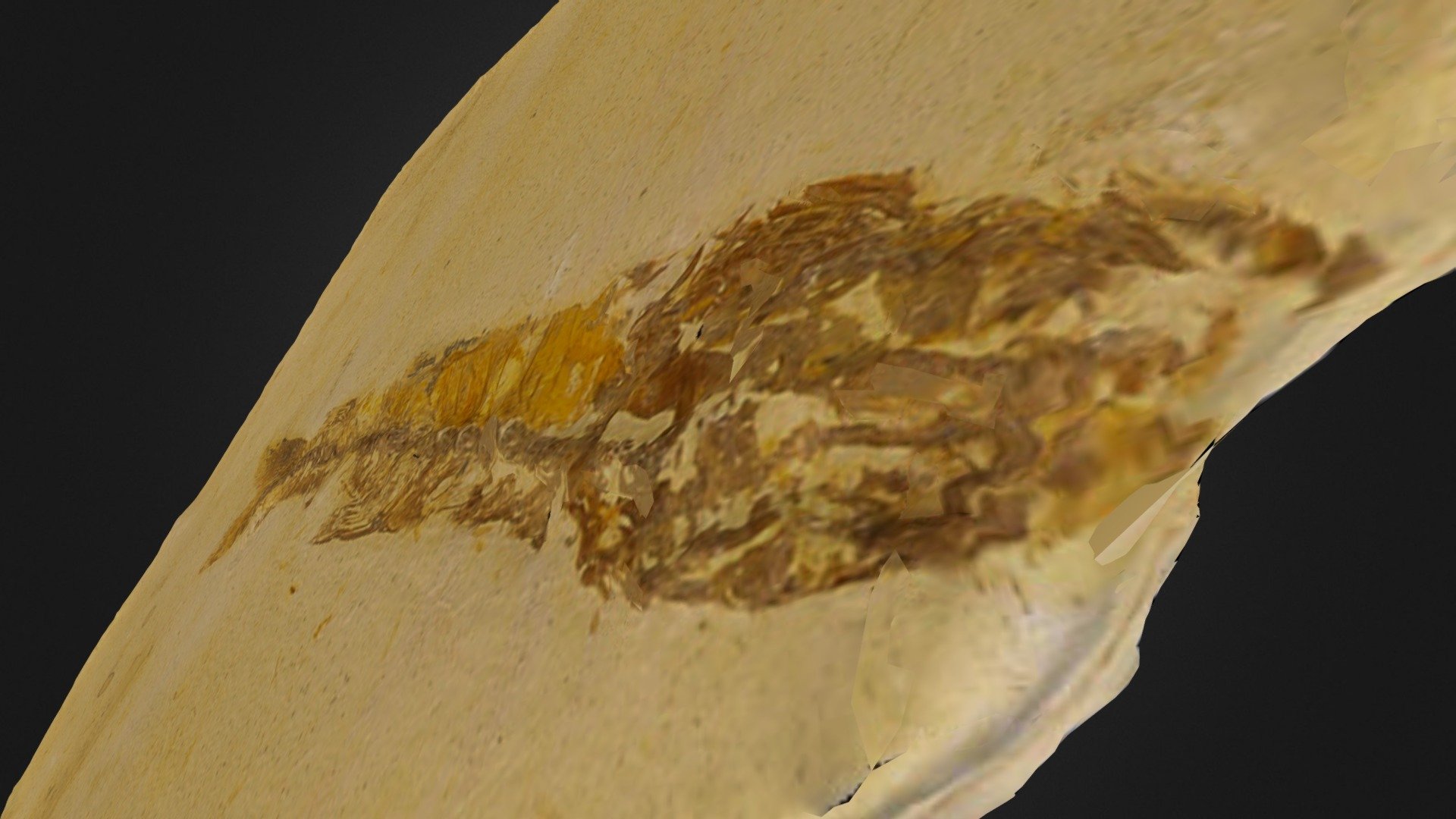 MILKFISH - 3D model by 3D Fossils (@conqueror78) [eb420c9] - Sketchfab