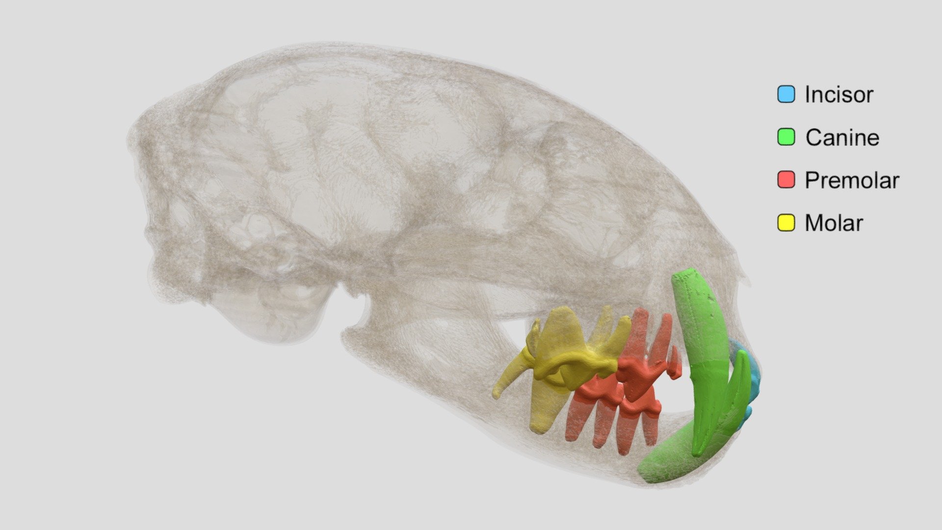 Lynx rufus (MSB:Mamm:16415) - Clear - 3D model by Biodiversity [eb487d7 ...