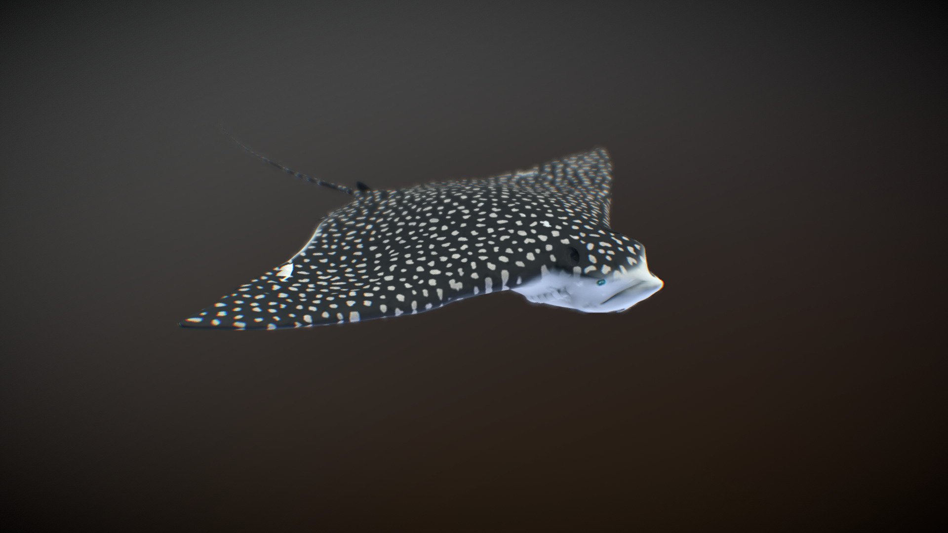 Aetobatus narinari - 3D model by CONABIO [eb499ca] - Sketchfab