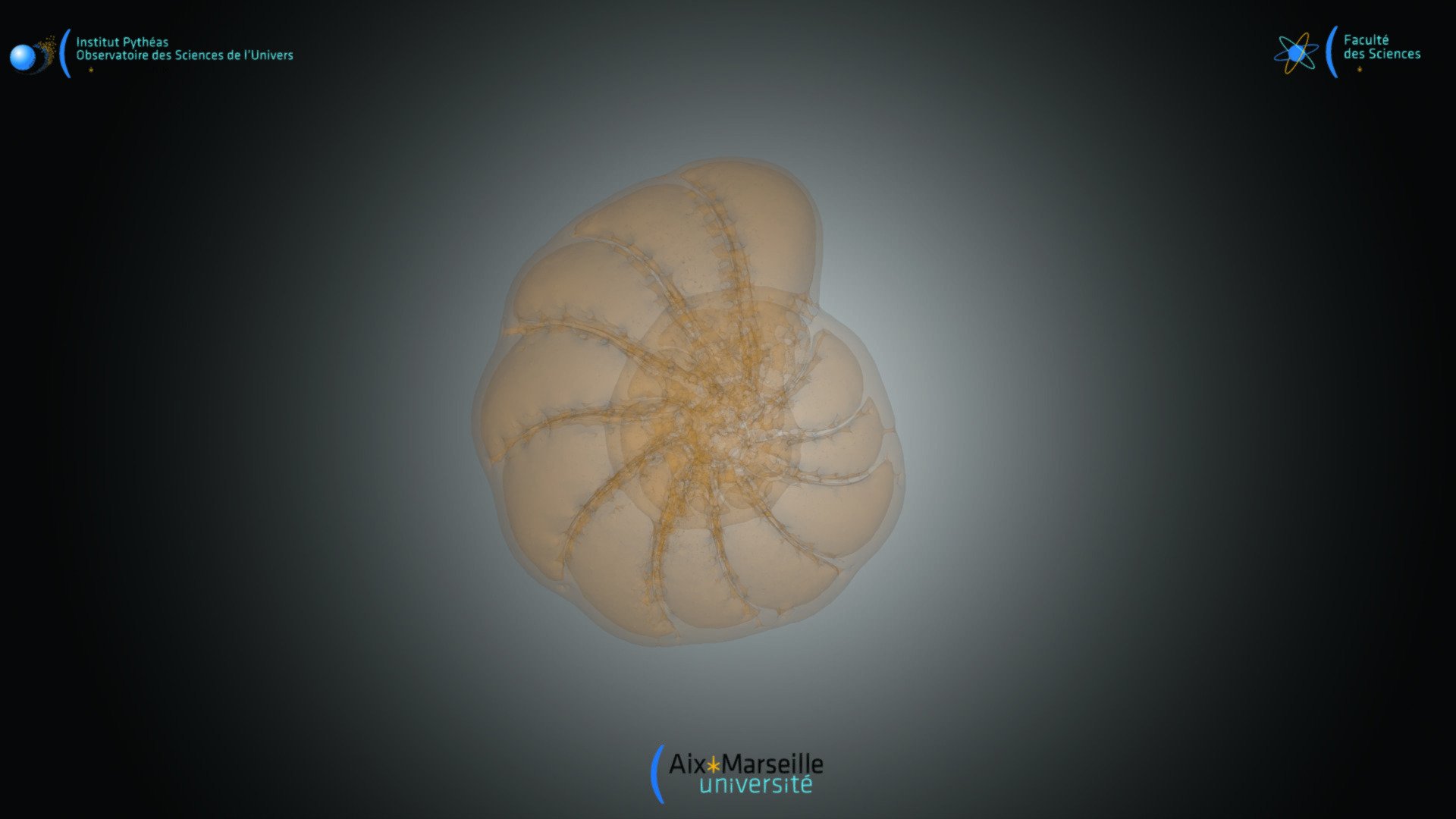 Foraminifera - Elphidium sp. - Download Free 3D model by Secteur ...