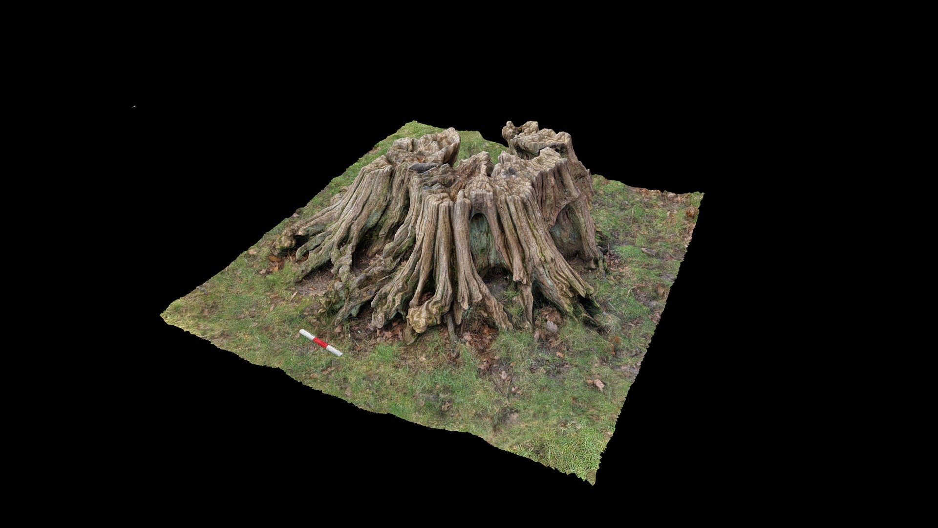 Veteran Oak Tree Stump in Graves Park - Download Free 3D model by ...