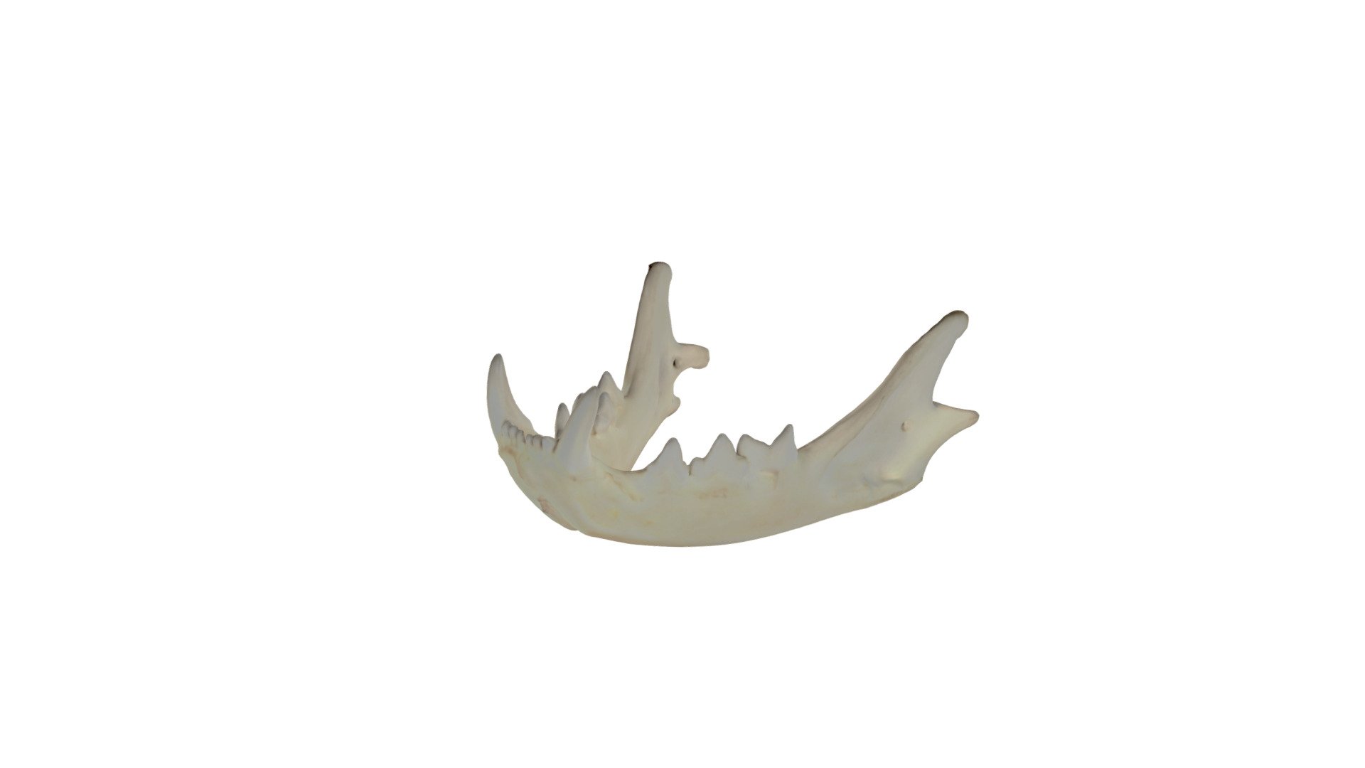 Mandible - Download Free 3D model by jdb56 [eb67130] - Sketchfab