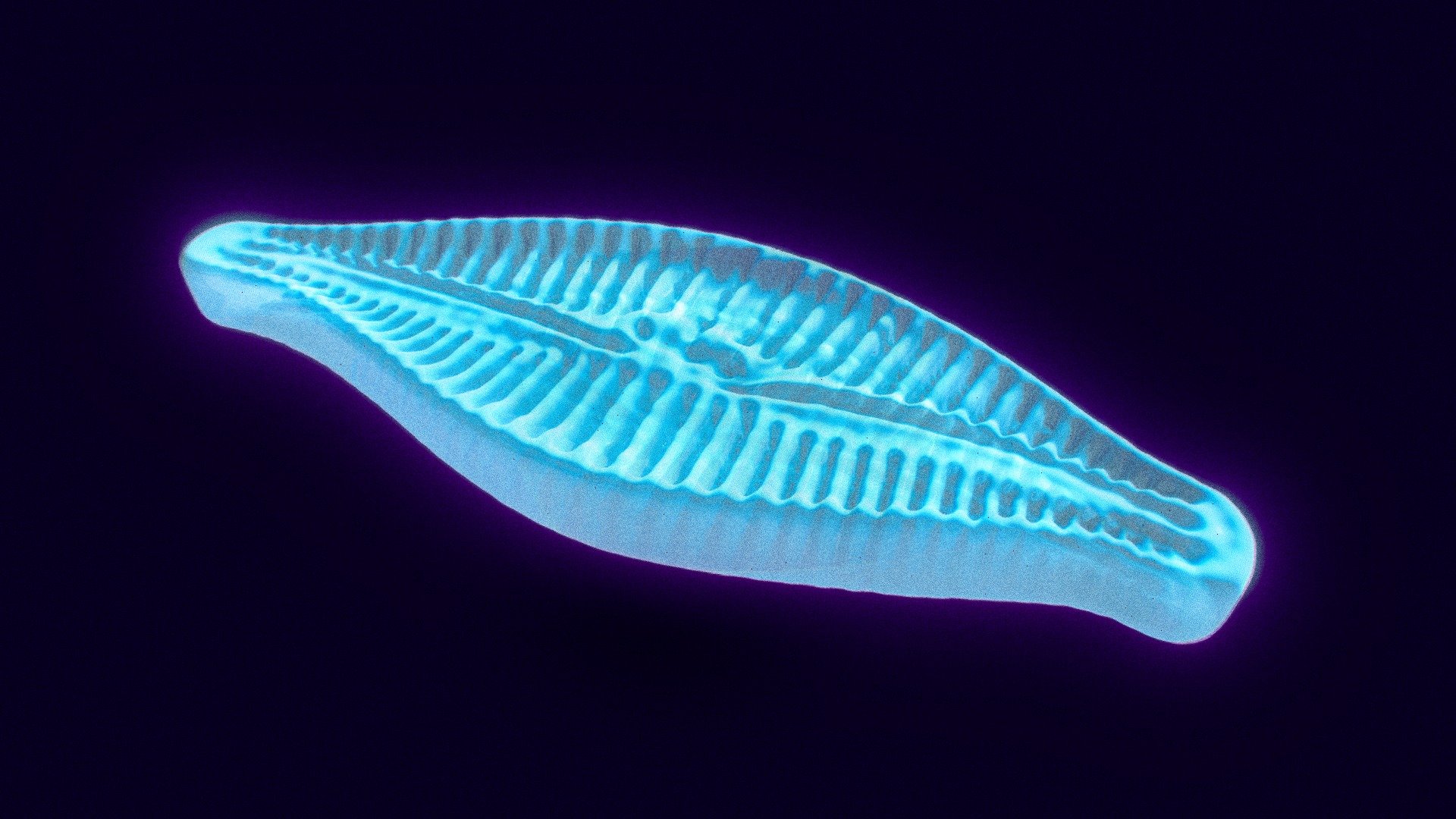 Diatom Afrocymbella Barkeri - Buy Royalty Free 3D model by PARSONSARTS ...