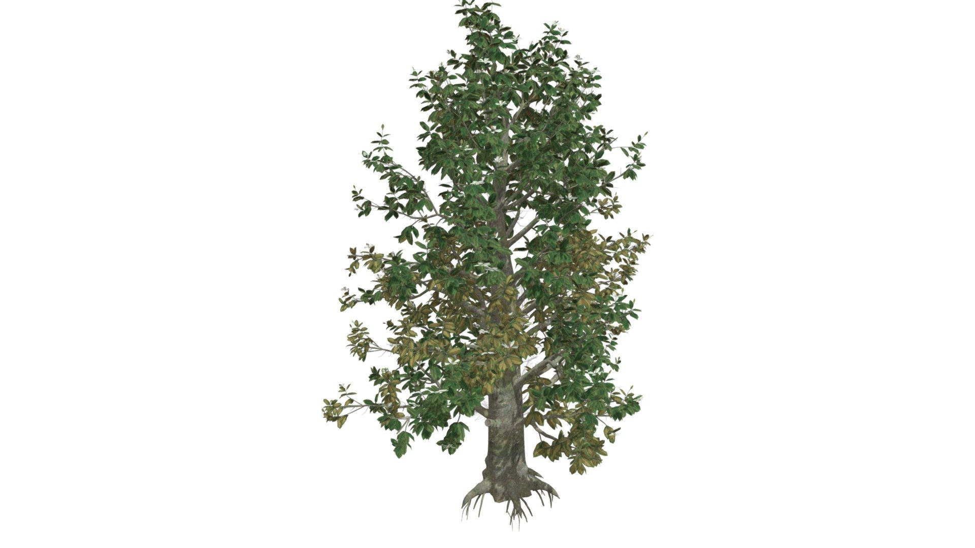 Southern Magnolia Tree #01 - Buy Royalty Free 3D model by meshshape ...