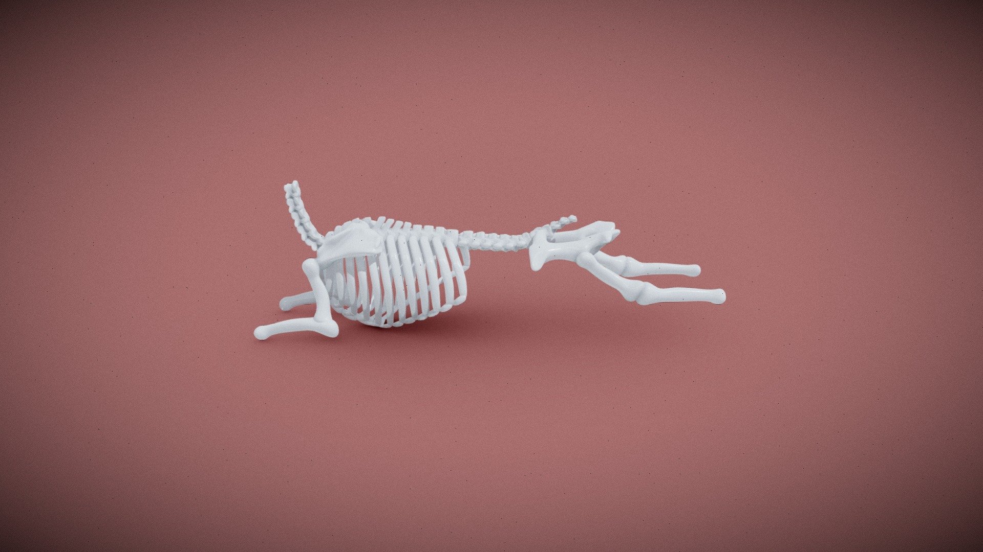 Sheep Skeleton - 3D model by 3dprintlab_nz [eb6e489] - Sketchfab