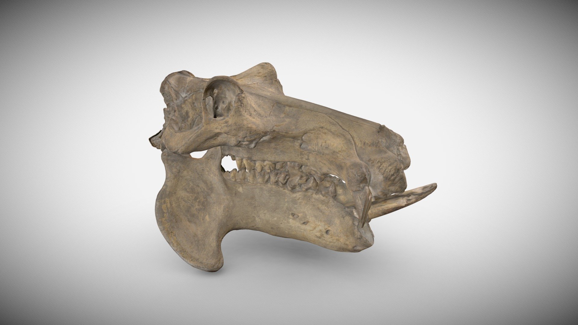 Hippopotamus skull - 3D model by Southampton Cultural Services ...