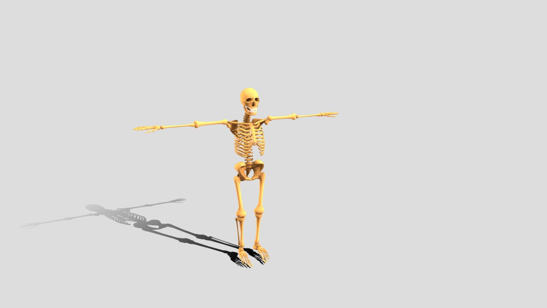 Skeleton_V14 - 3D model by angelbieliukas [eb8779c] - Sketchfab