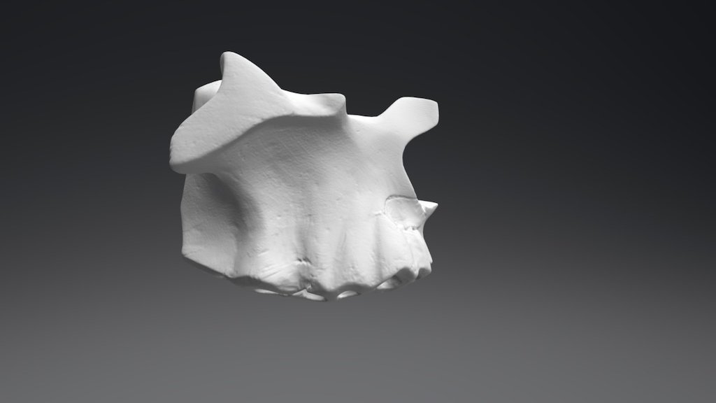 Part of maxillae bone - 3D model by threeding.com [eb8a2c0] - Sketchfab