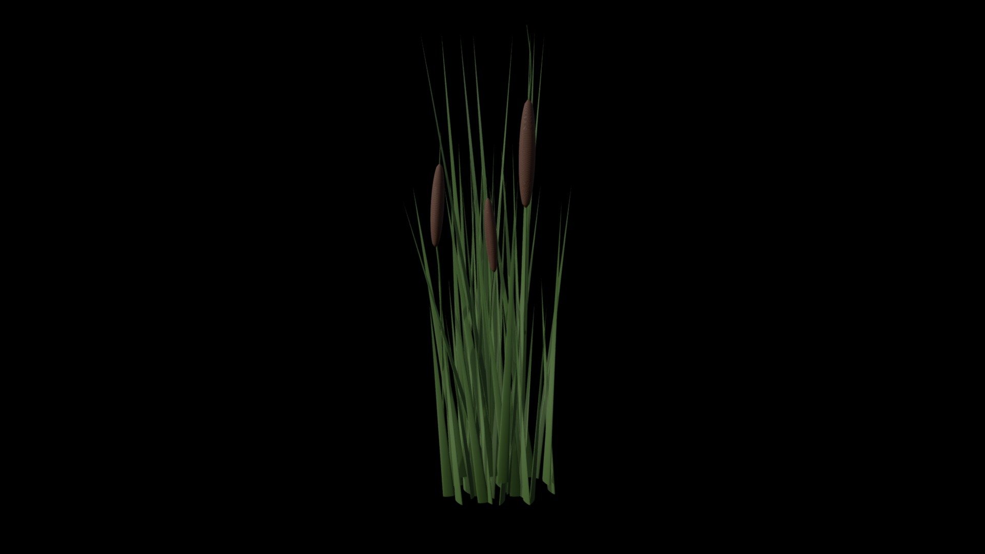 cattails - 3D model by emilybonnett [eb8e5b8] - Sketchfab