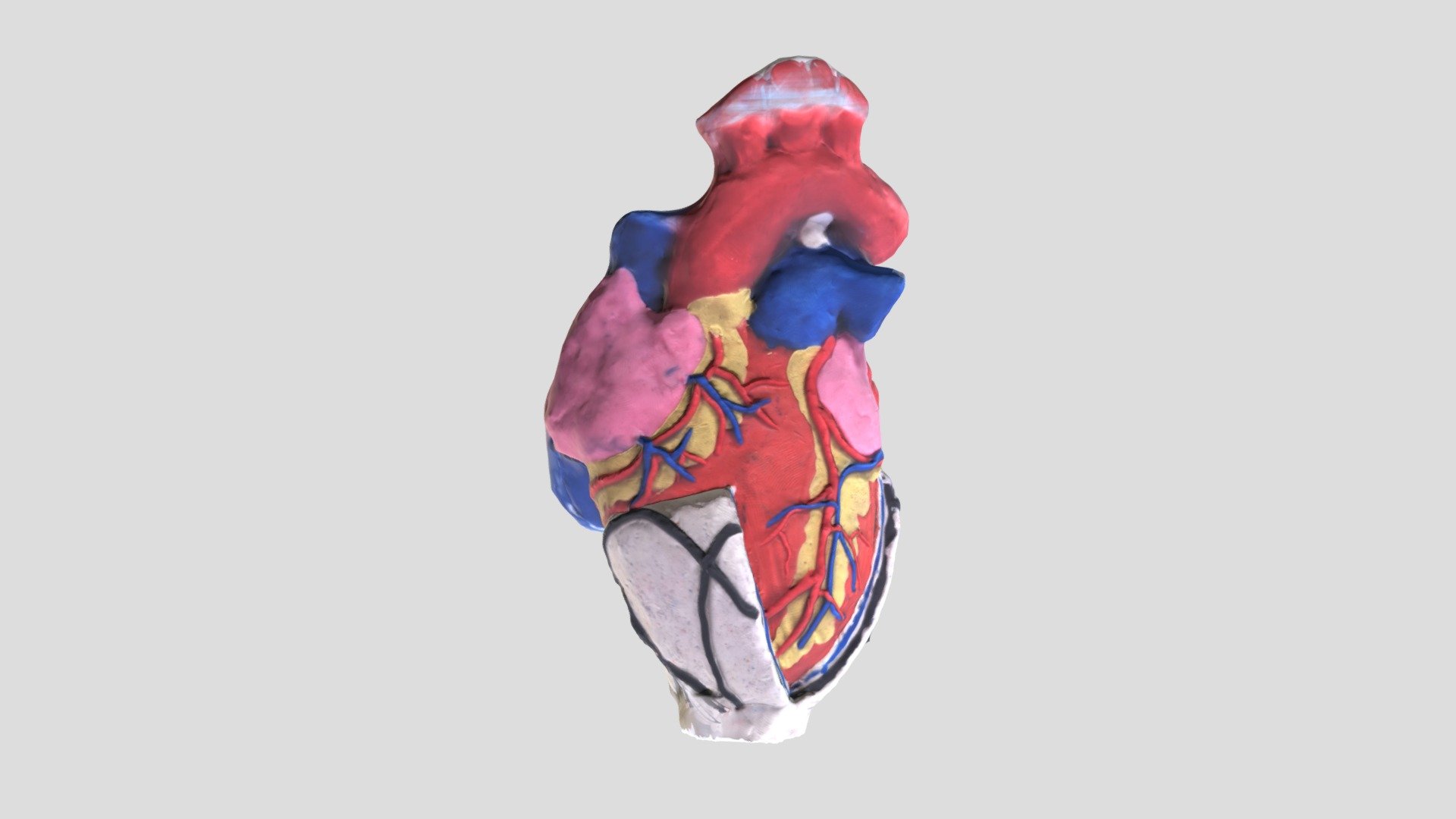 Cardiac Structures - 3D model by ad929a [eb92d91] - Sketchfab