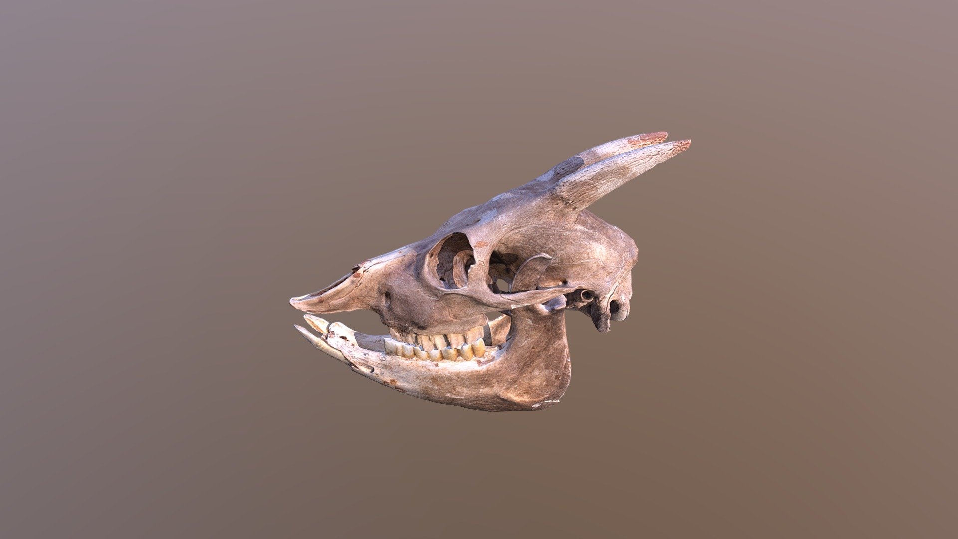 Myotragus balearicus - 3D model by IMEDEA (UIB-CSIC) (@imedea) [eb93370 ...