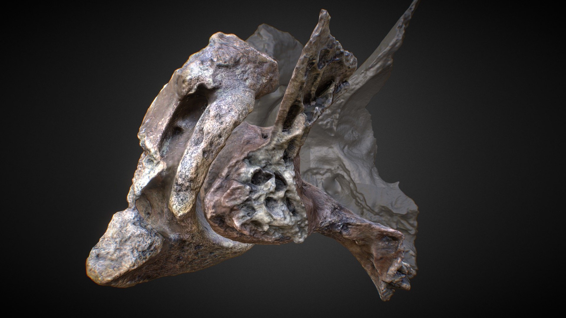 Mammoth condyle & atlas - 3D model by Olof Moleman (@lordtrilobite ...