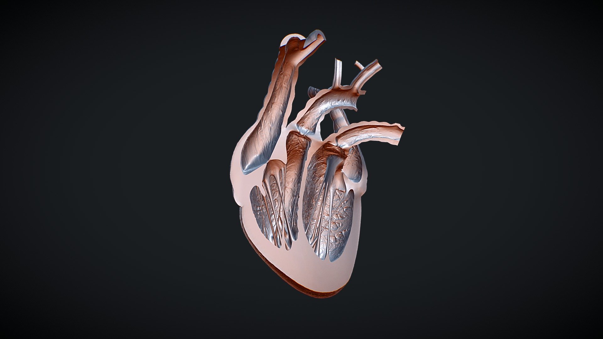Heart Sliced STL - 3D model by djkorg [eb956b1] - Sketchfab