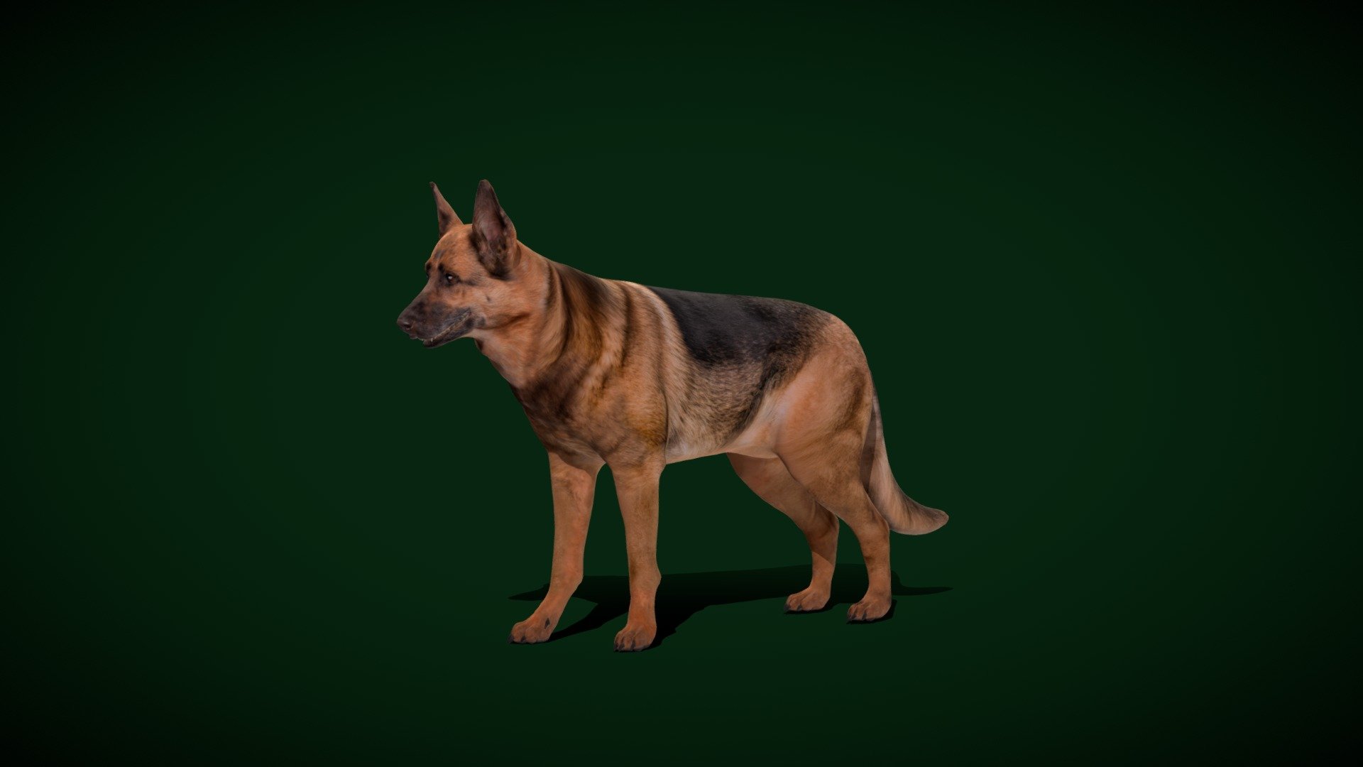 German Shepherd Dog Breed (Game Ready) - Buy Royalty Free 3D model by ...