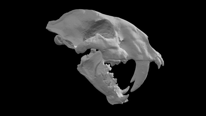 Sabertooth 3D models - Sketchfab