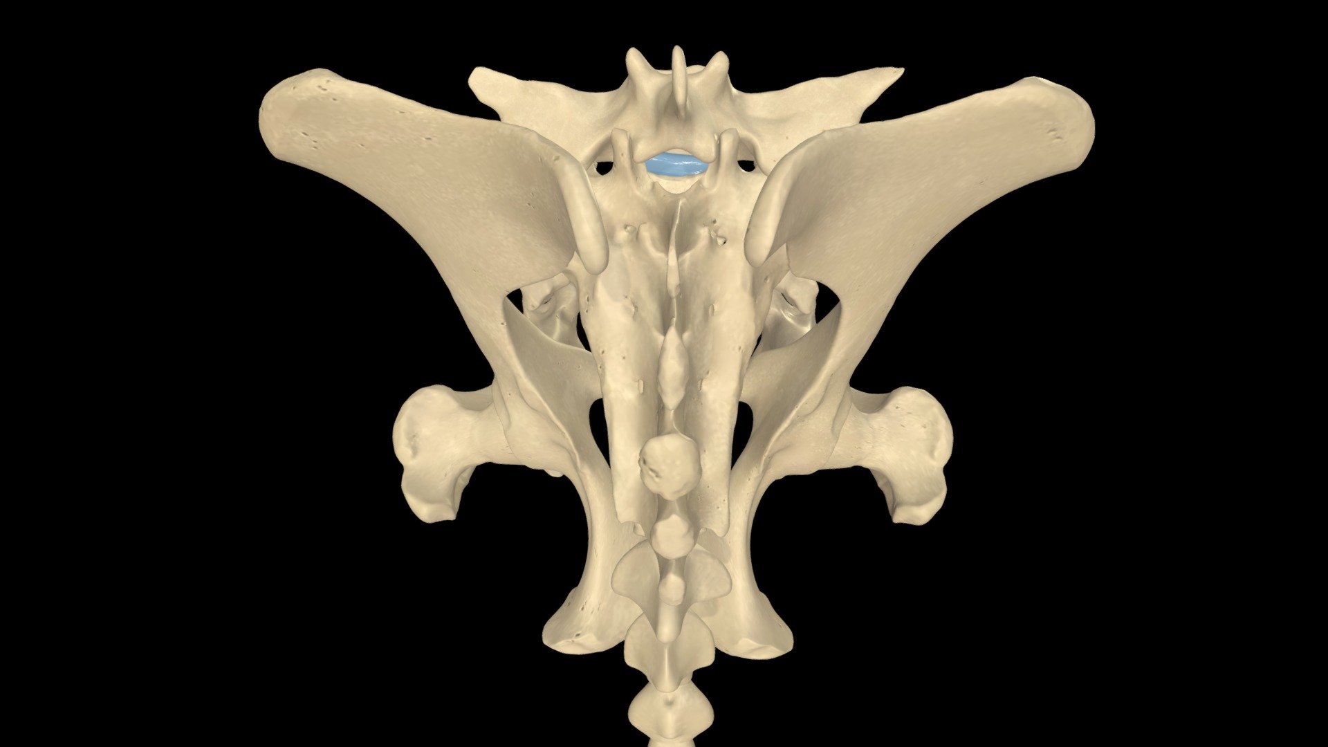 Bones of the Equine Sacroiliac Region - 3D model by ERC [eba1a0b ...