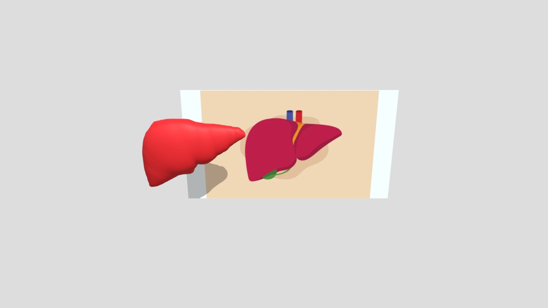 Anatomi tubuh manusia - Download Free 3D model by anitarachmawati59 ...