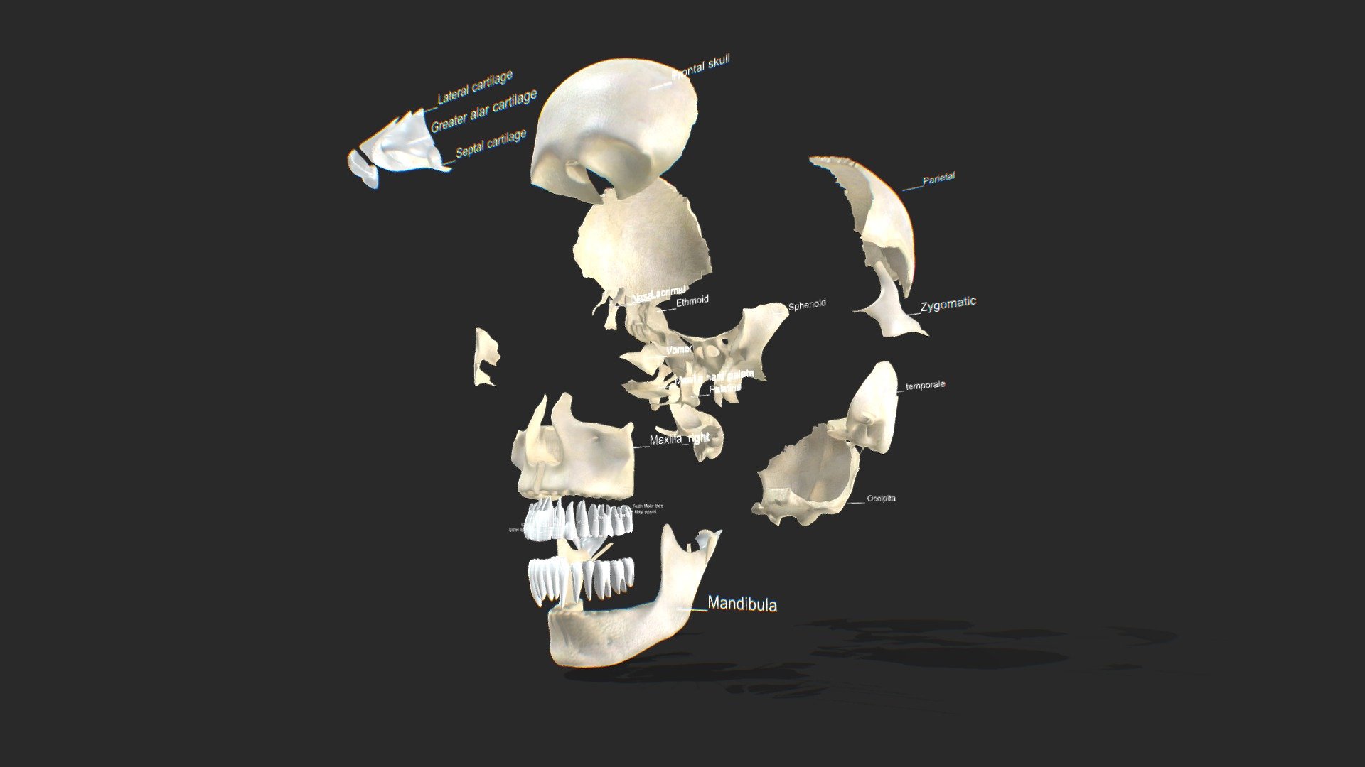 Human Skull 3D - Buy Royalty Free 3D model by 3D4SCI [eba9cdb ...