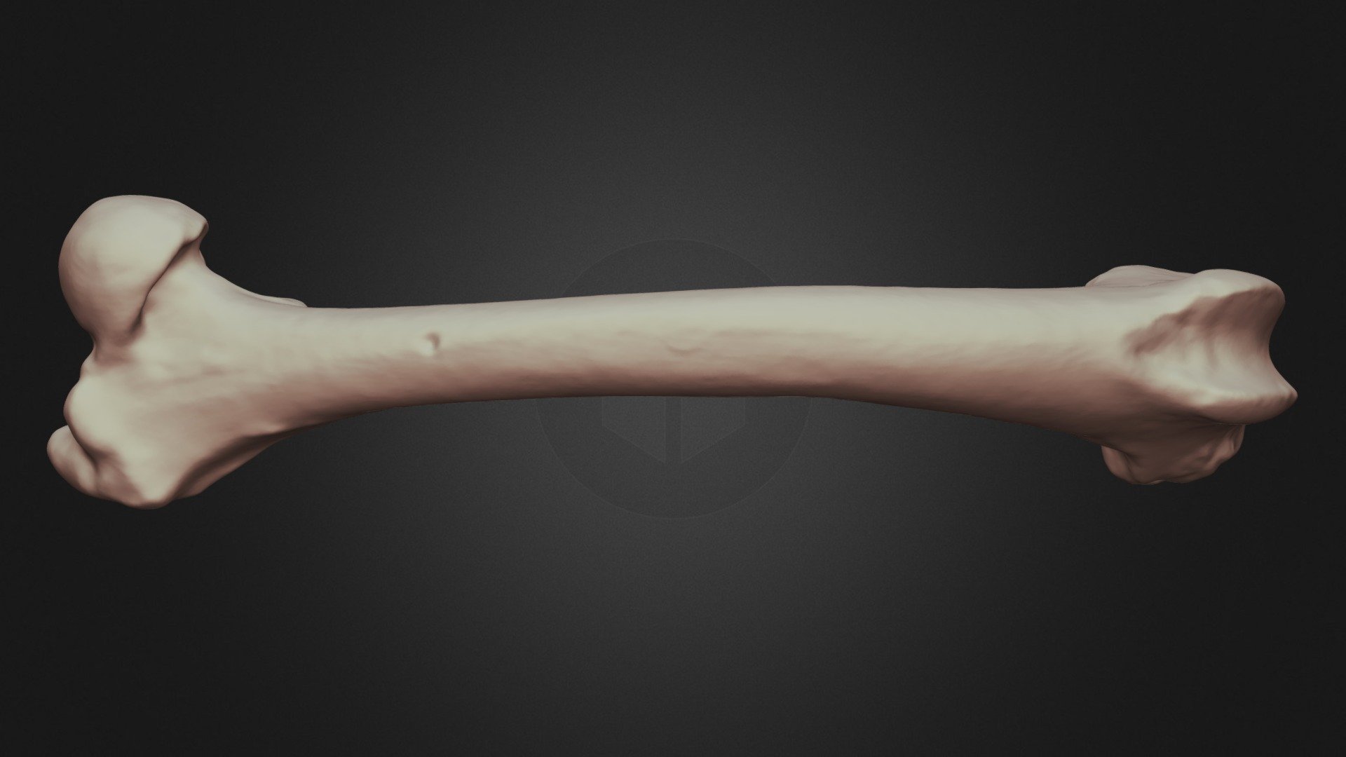 Canis familiaris (Dog) Right Femur - 3D model by Lakehead Anthropology ...