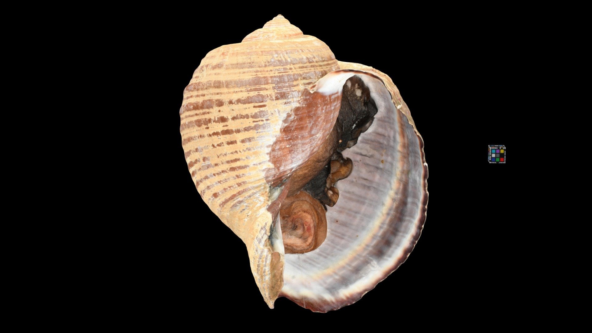 CC0 スジウズラガイ 🐚 Giant Tun, Tonna olearium - Download Free 3D model by ...