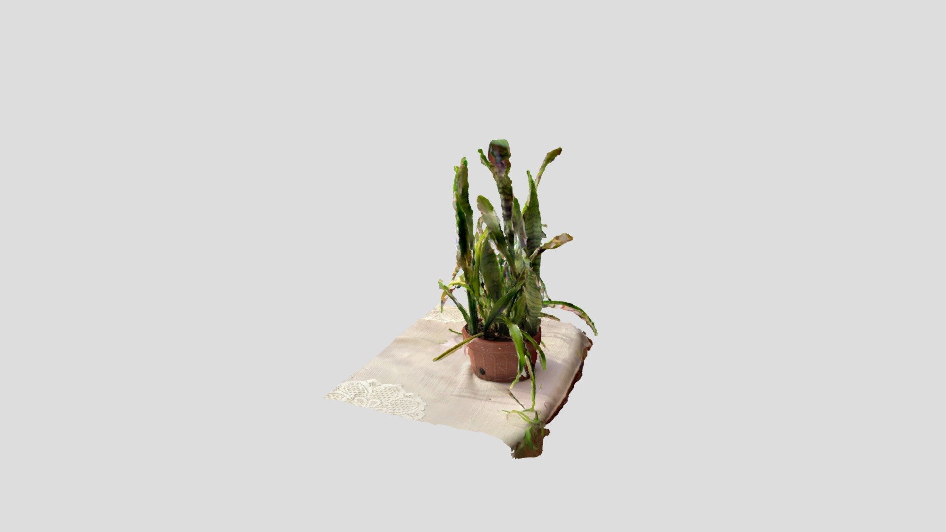 Snake plant - Download Free 3D model by Blipchik [ebb24ac] - Sketchfab