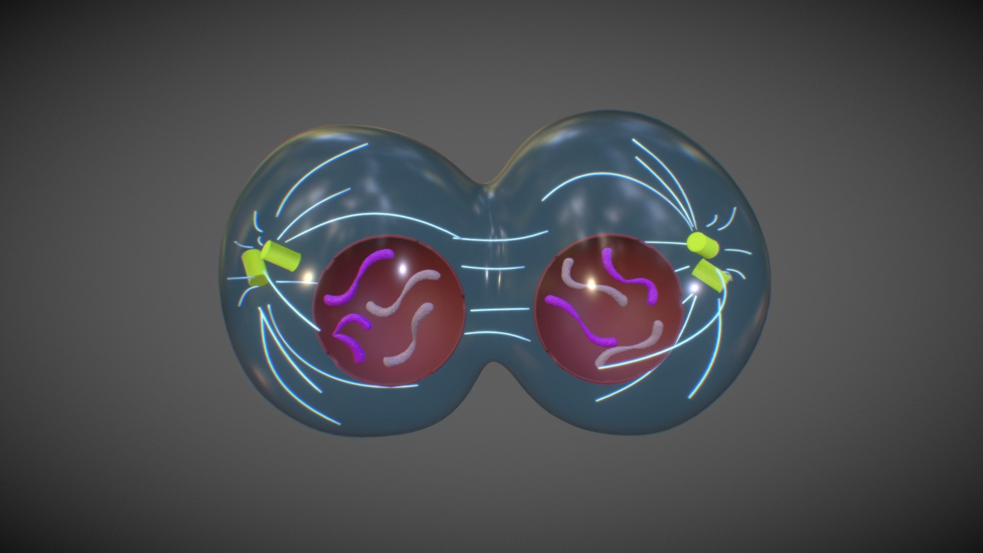 Mitosis - Fase 6 - 3D model by Rody Artigas Silva (@Dr.Rody.Artigas ...