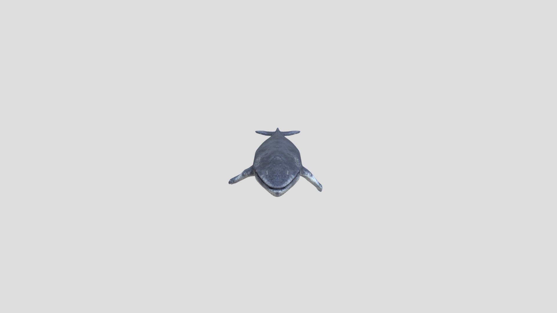 Cetotherium - Download Free 3D model by number24972 [ebb68f0] - Sketchfab