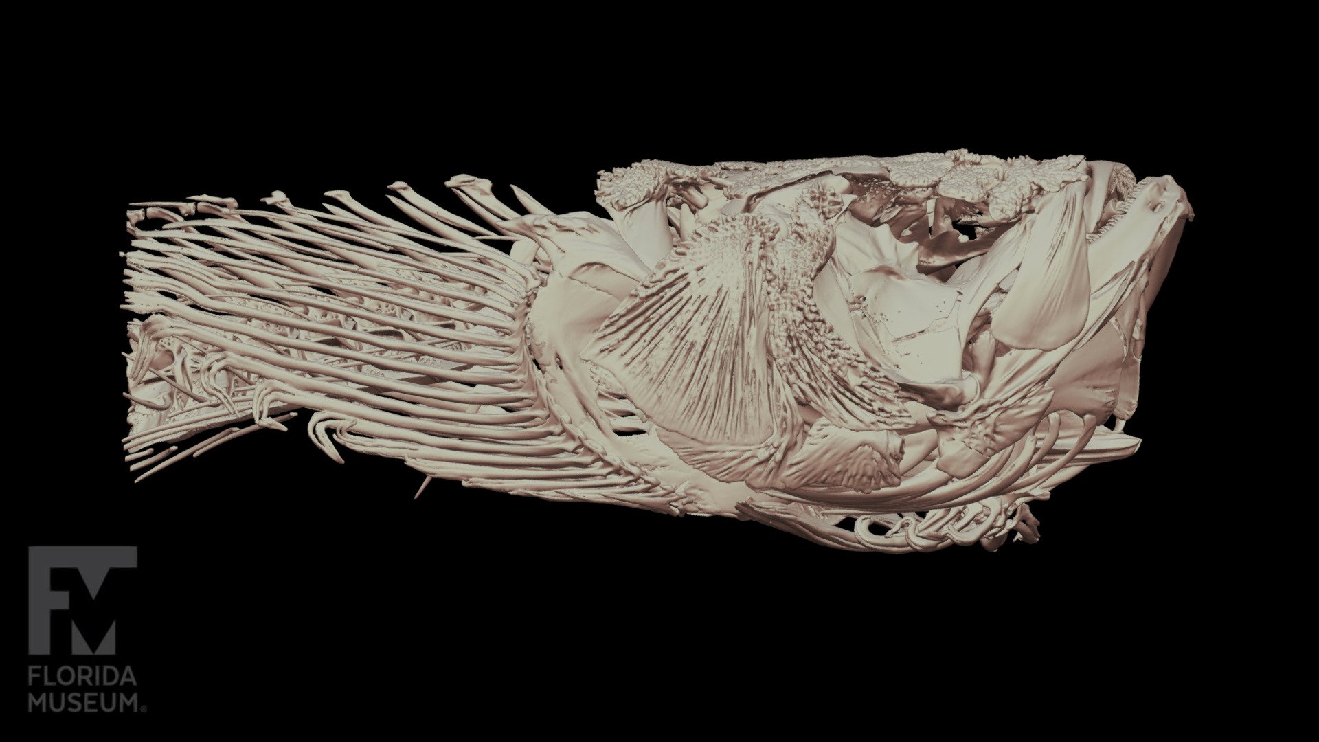 Spotted stargazer - Marine Fish - 3D model by FloridaMuseum [ebbe1cb ...