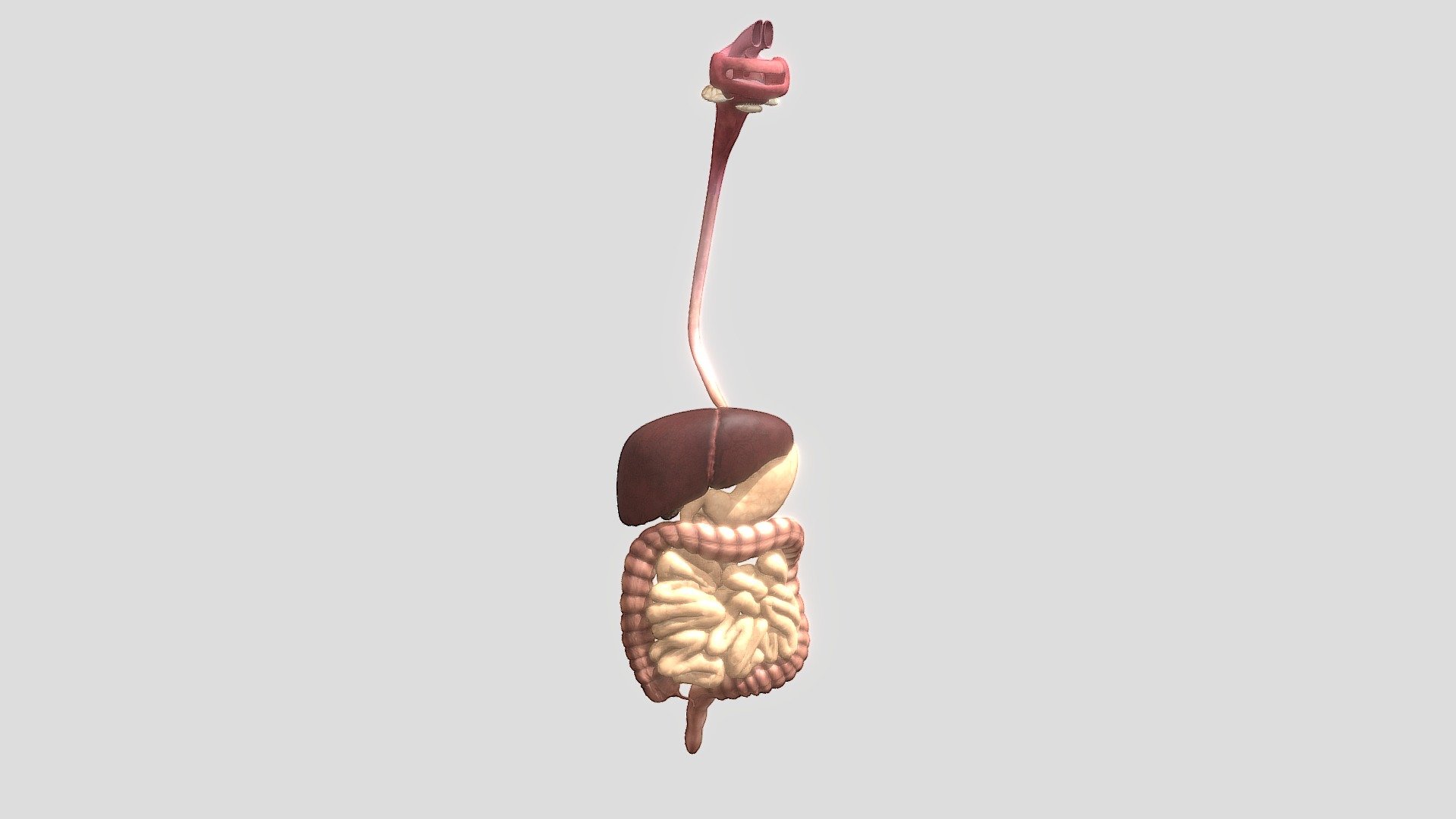 Digestive System - Download Free 3D model by gjoaobatista992 [ebbfed1 ...