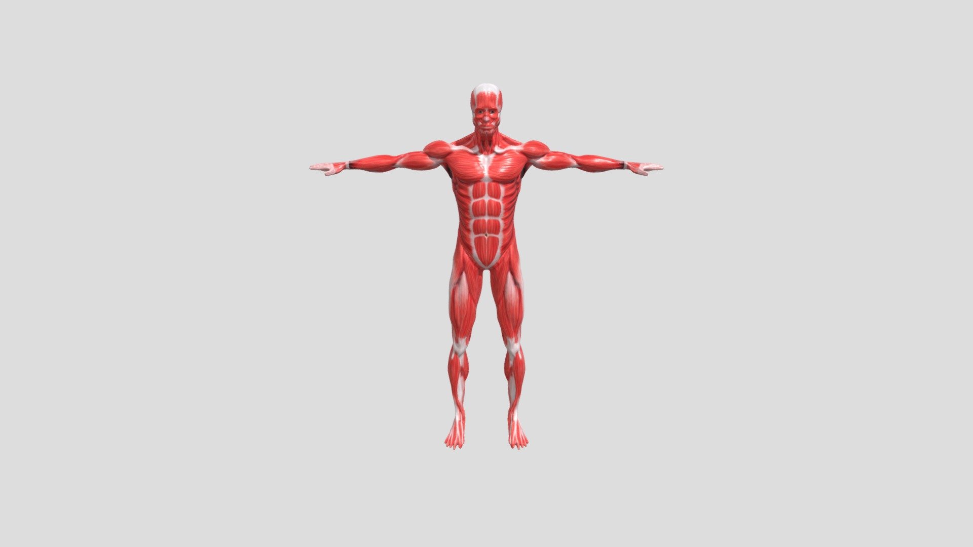 Running_ Animation_ Anatomy_ Male_ Muscle_RIGED - Download Free 3D ...