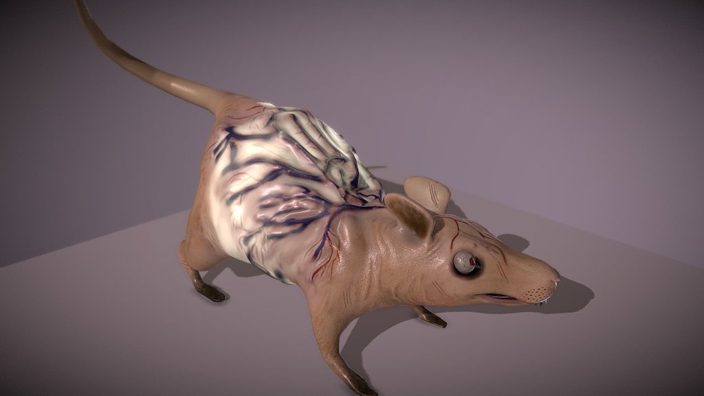 Veined Rat - 3D model by BradleyDeanS [ebcebb4] - Sketchfab