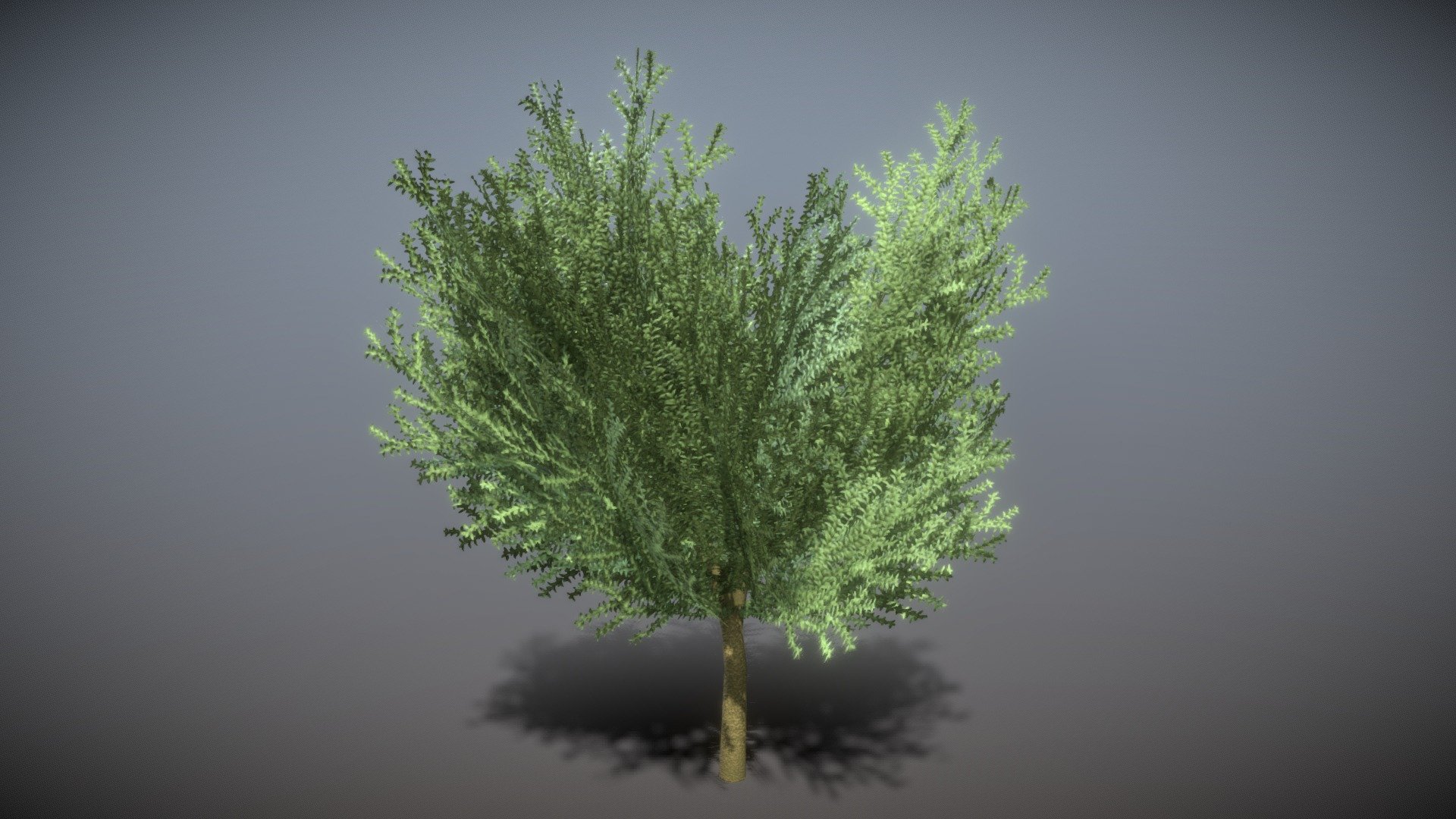 Boxwood Tree Version 8 - Buy Royalty Free 3D model by VIS-All-3D (@VIS ...