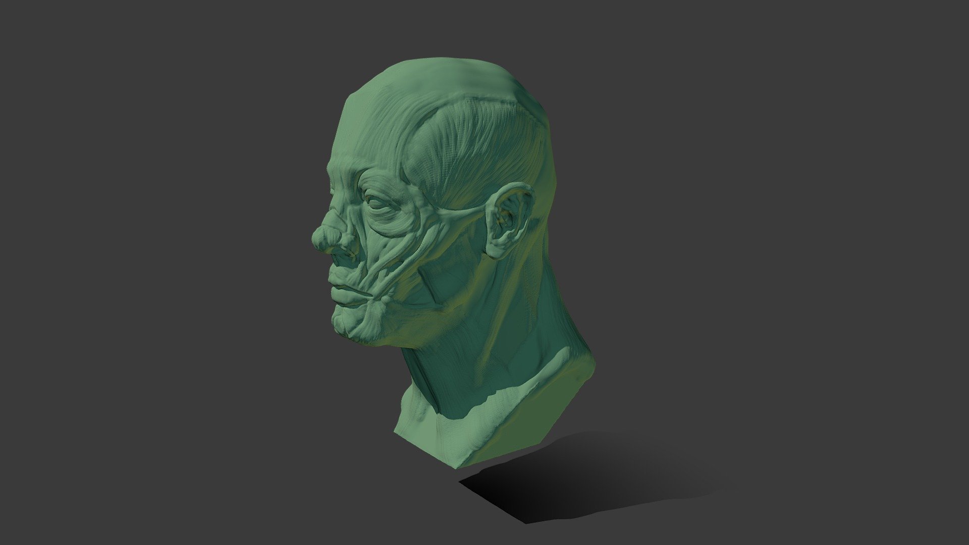 Male Ecorche Head Sculpture Superficial Muscle - 3D model by drawneb ...