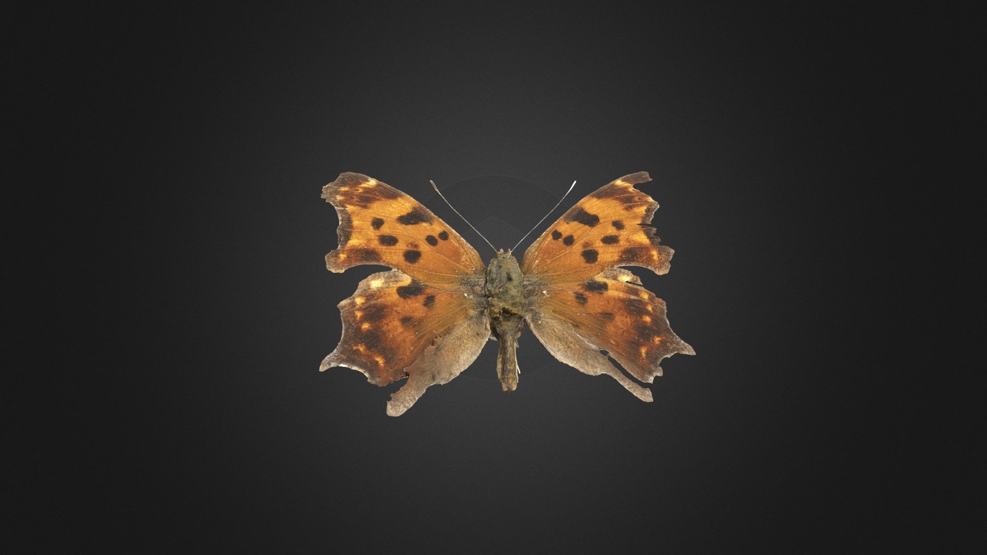 Eastern Comma Butterfly - Download Free 3D model by University ...