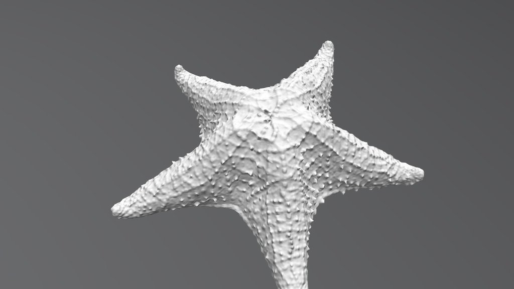 Sea Star - 3D model by Idaho Virtualization Laboratory ...