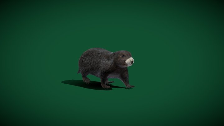 Groundhog 3D models - Sketchfab
